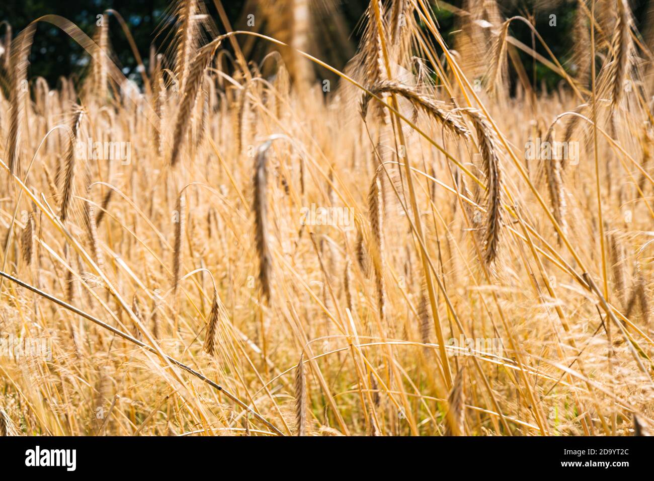 Closeup shot of a grain crop during a gust of wind through the field ...