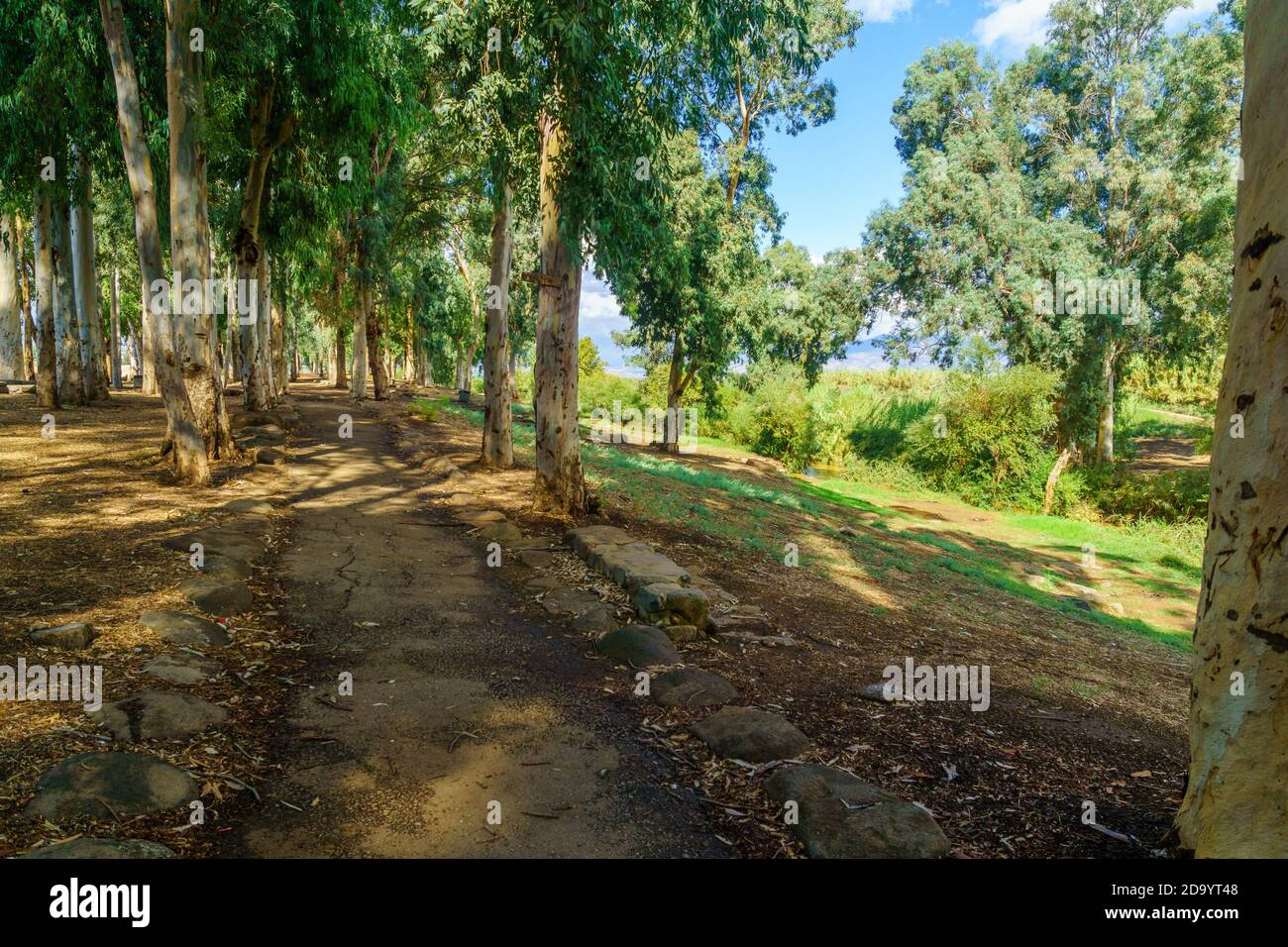 Northern jordan trees hi-res stock photography and images - Alamy