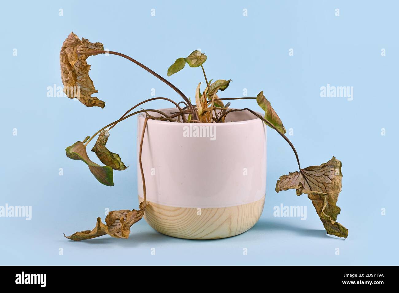 Neglected dying house plant with hanging dry leaves in white flower pot ...