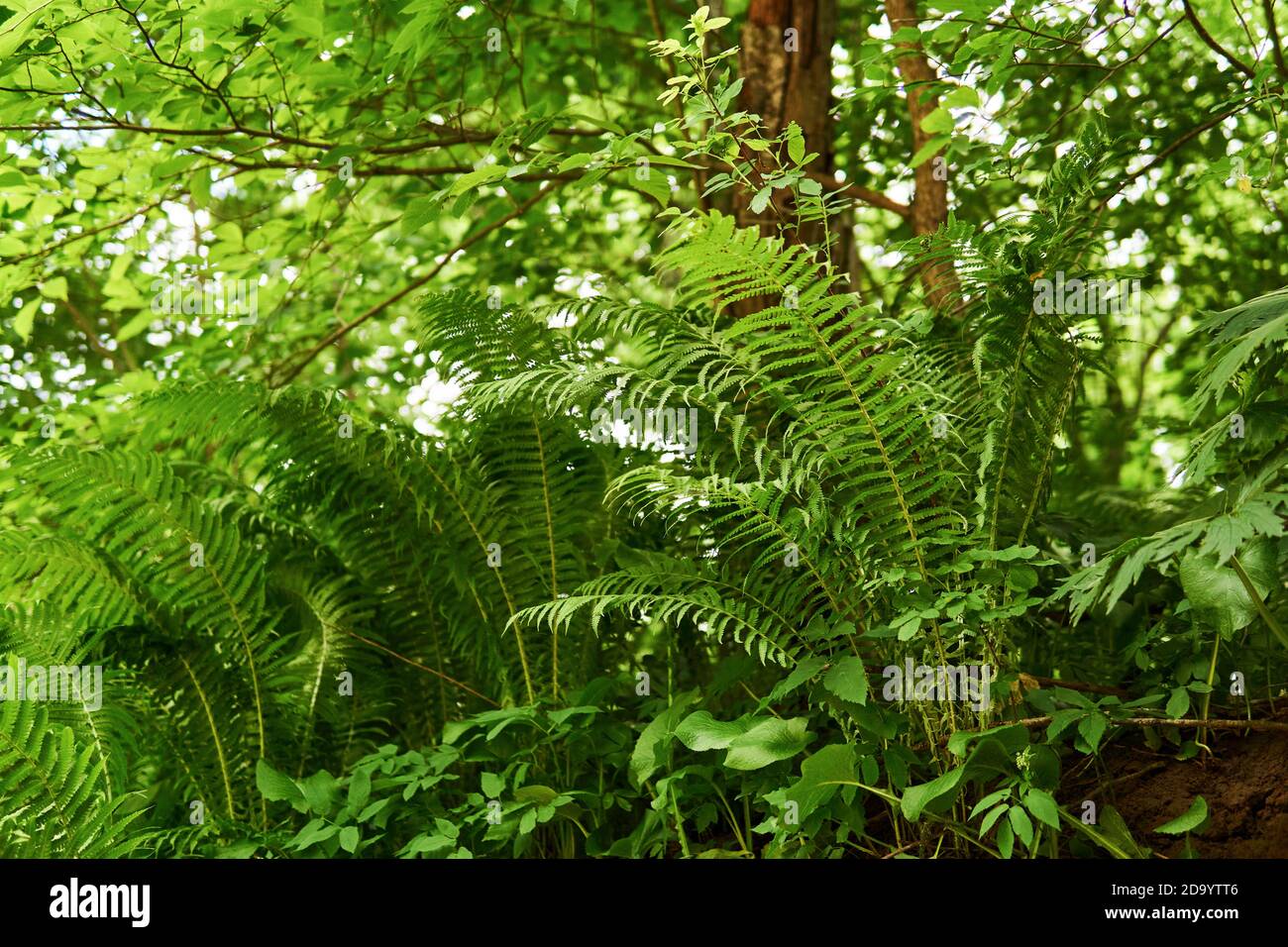 light grassy understory with ferns, bottom view Stock Photo - Alamy