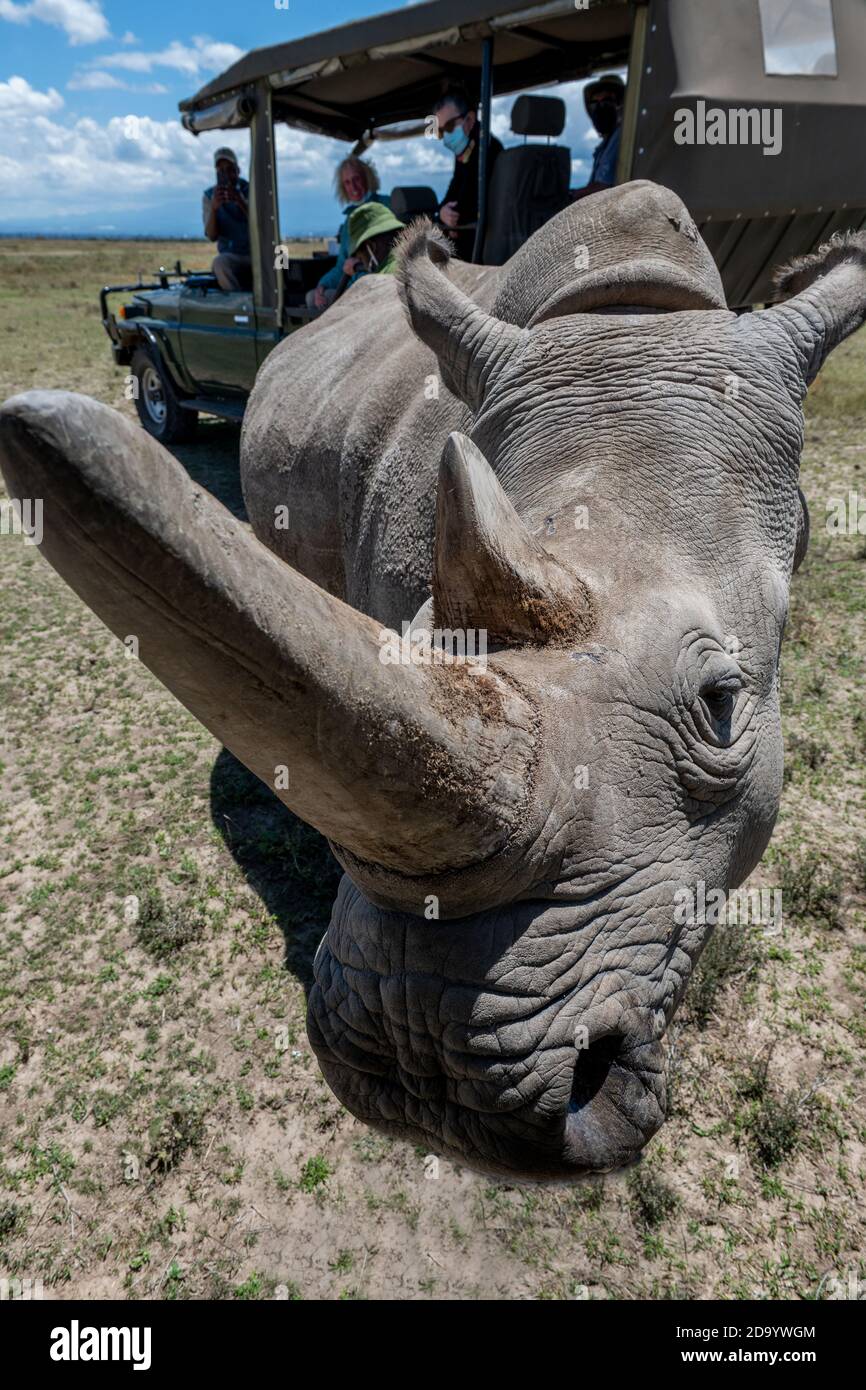 Africa, Kenya, Laikipia Plateau, Northern Frontier District. Ol Pejeta Conservancy, home to the ...