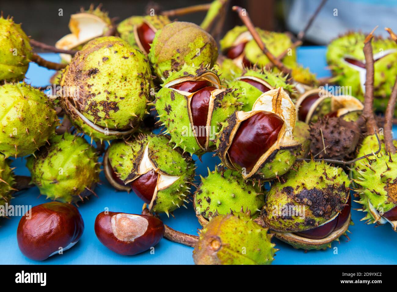 Collection of conkers Stock Photo - Alamy