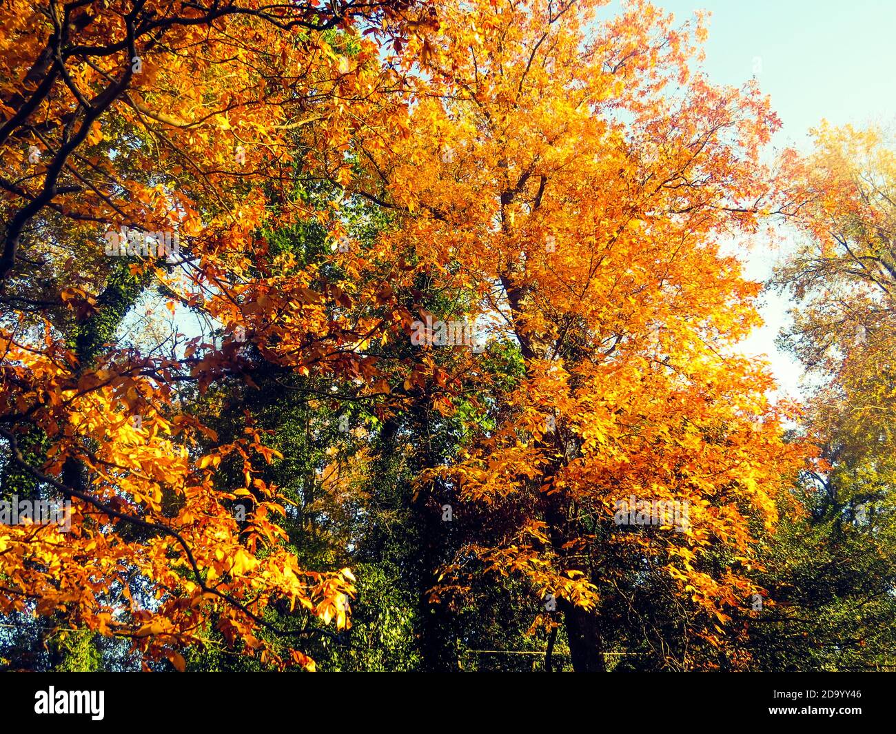 Zoom in trees hi-res stock photography and images - Alamy