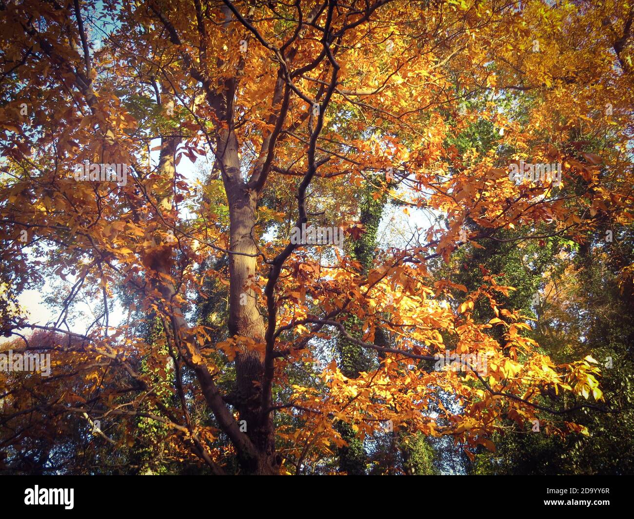 Photos Of Tall Trees High Resolution Stock Photography and Images - Alamy