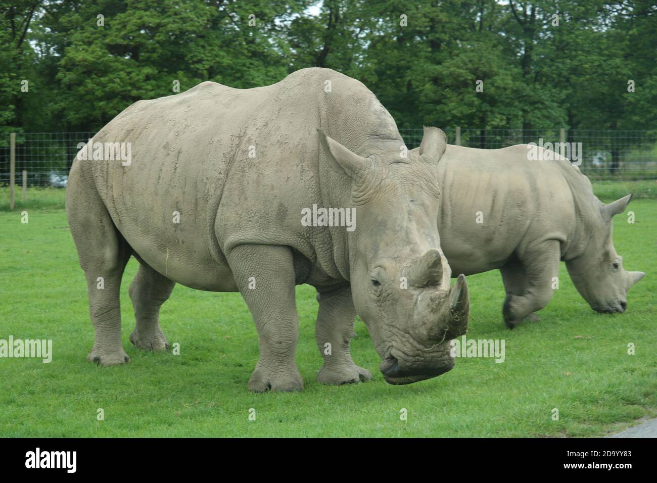 Two rhinoceroses hi-res stock photography and images - Alamy