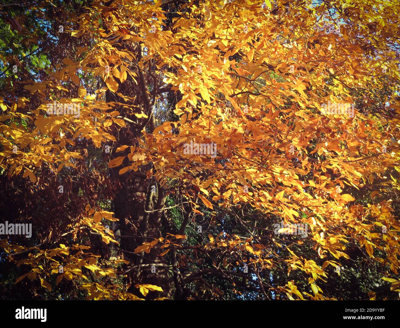 Multiple yellow trees hi-res stock photography and images - Alamy