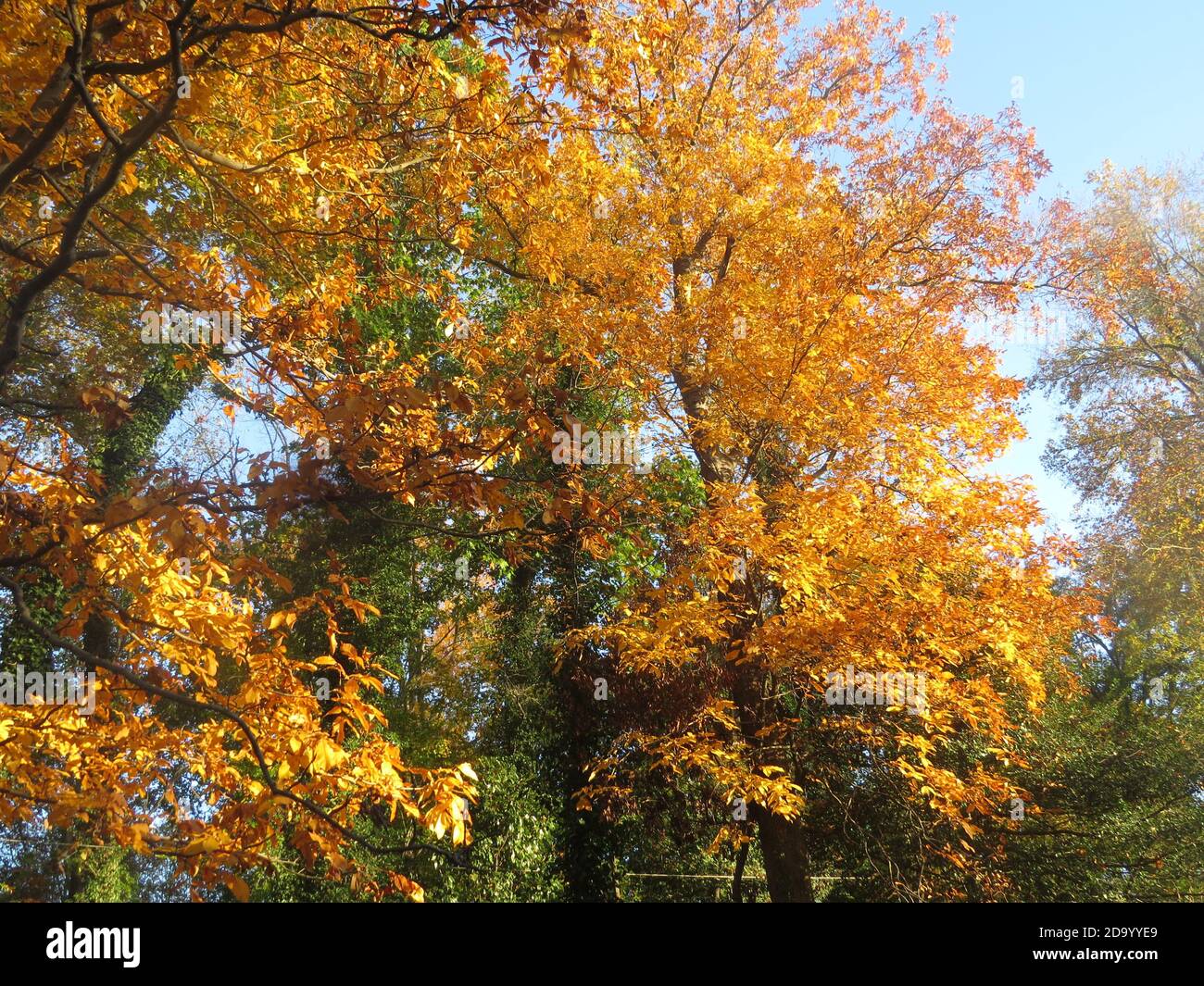 Zoom in trees hi-res stock photography and images - Alamy