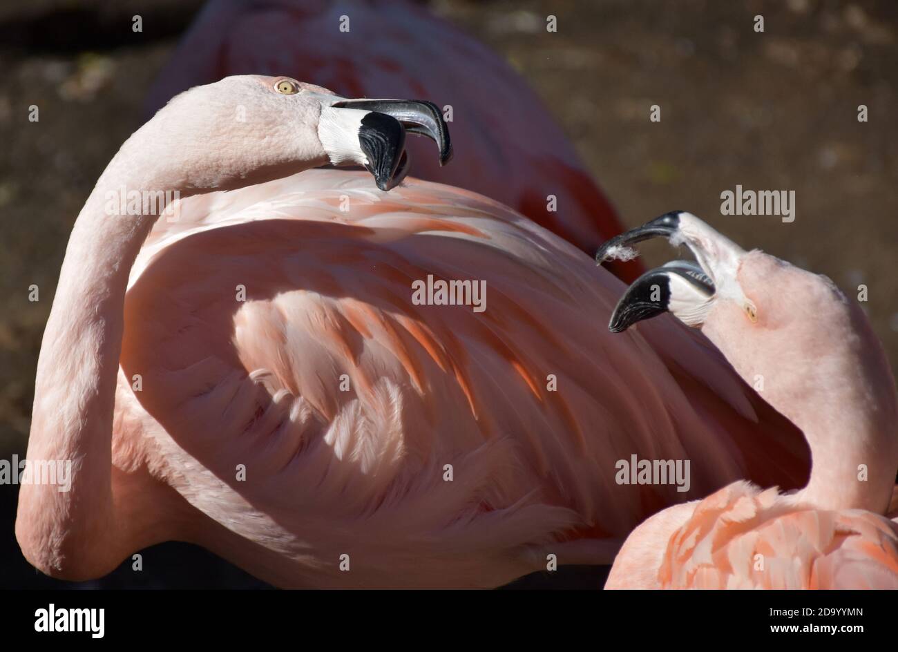 Two pink flamingos fighting with their beaks Stock Photo - Alamy