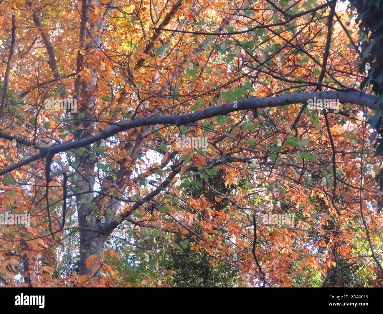 Zoom In Trees High Resolution Stock Photography and Images - Alamy