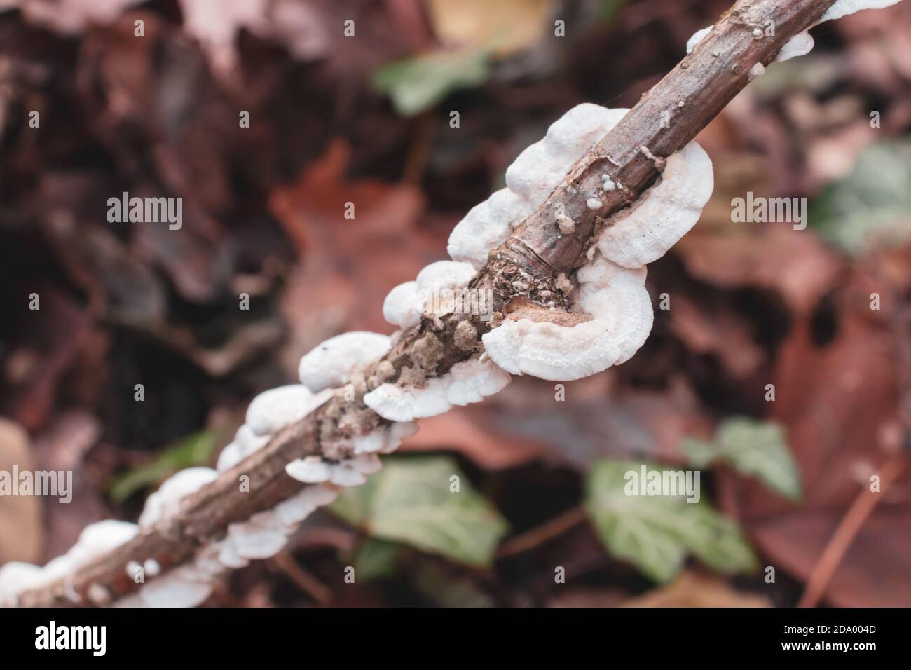 Fungus on oak tree trunk hi-res stock photography and images - Alamy