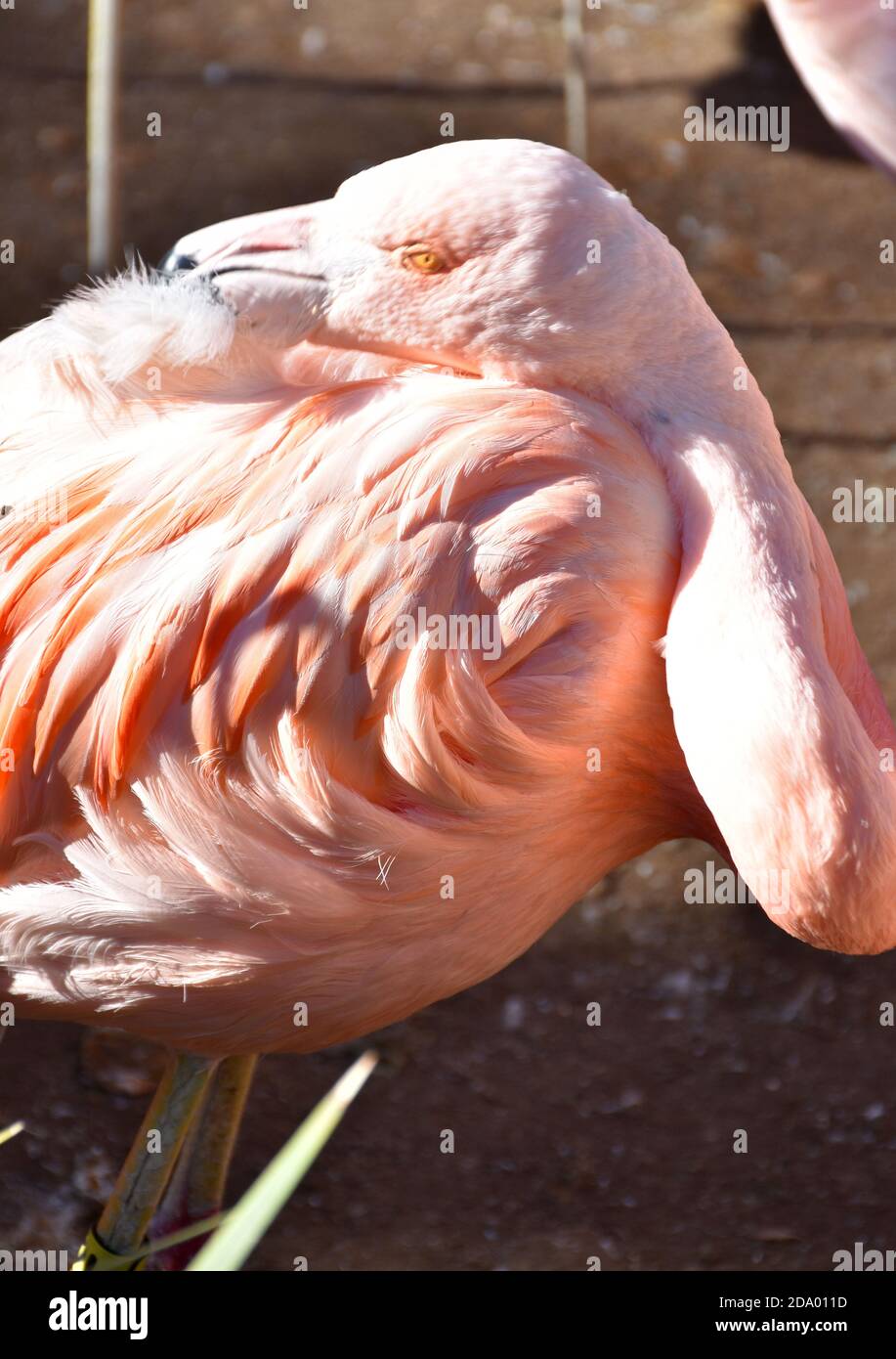 Pale pink flamingo resting his head in his feathers Stock Photo - Alamy