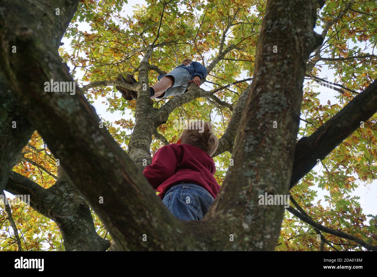 Trees climbing hi-res stock photography and images - Alamy