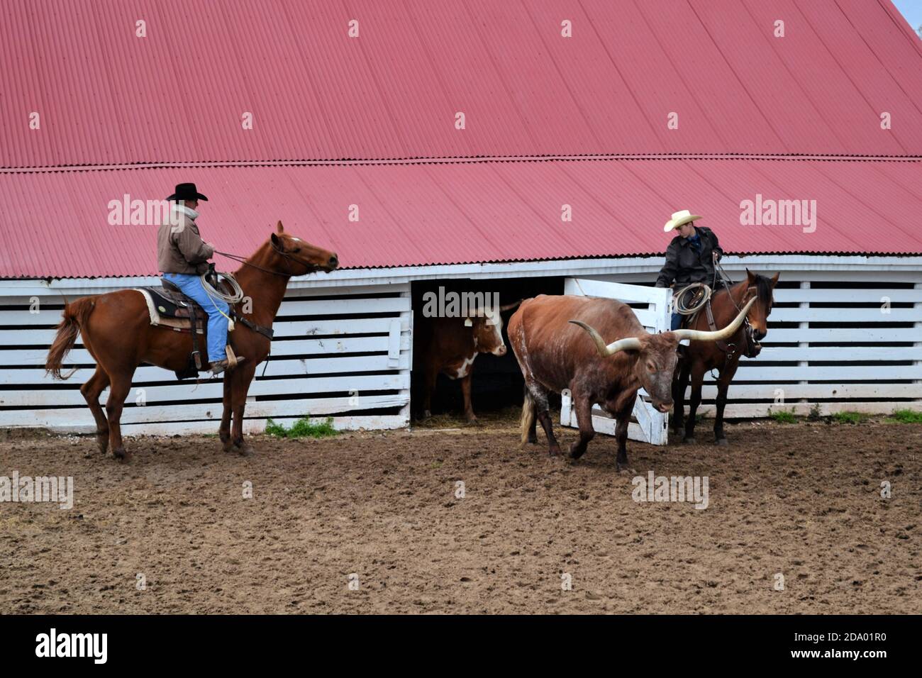 Cowboy show in Texas, George ranch Histop Stock Photo - Alamy