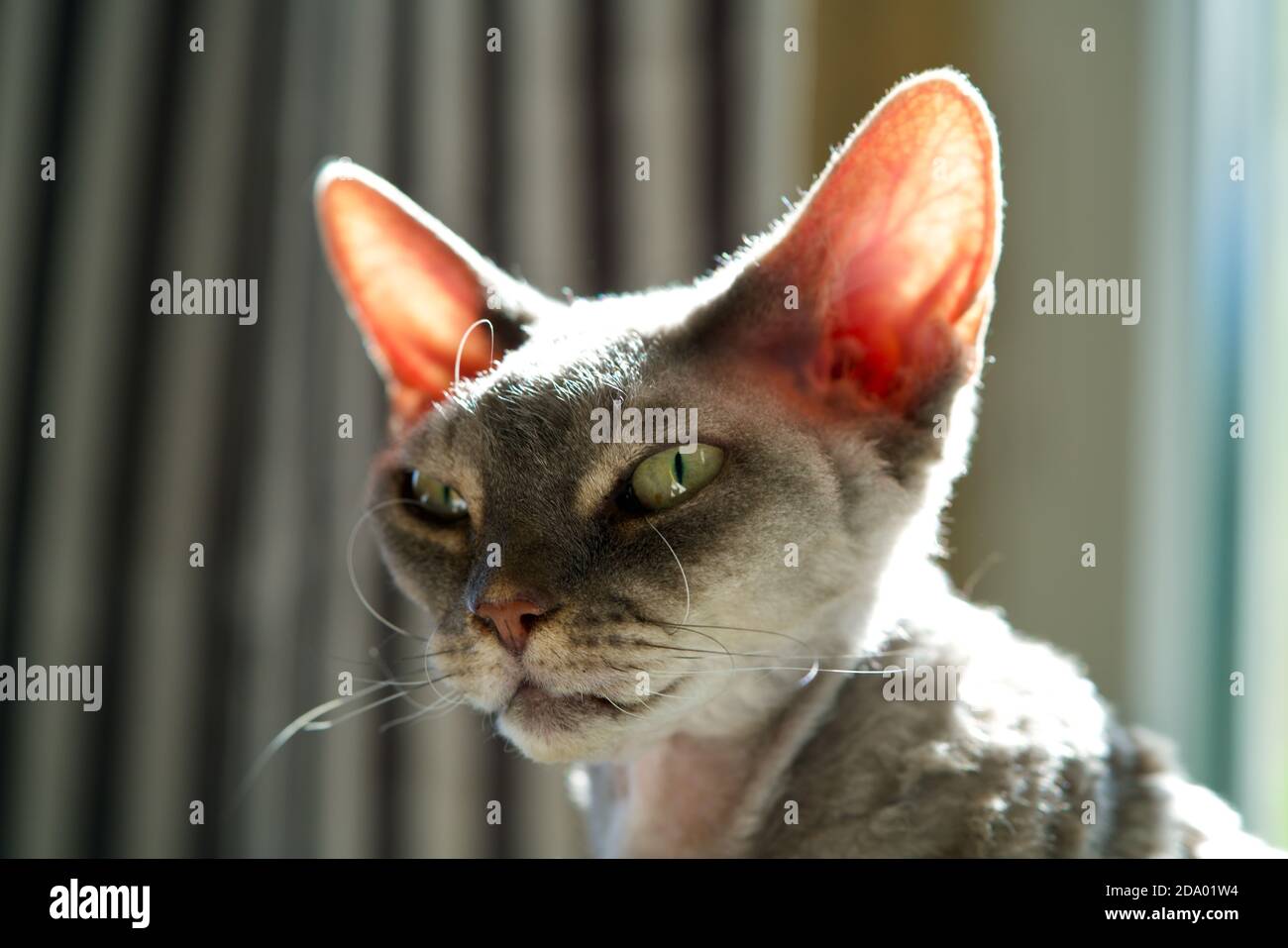 Cat ears hi-res stock photography and images - Alamy