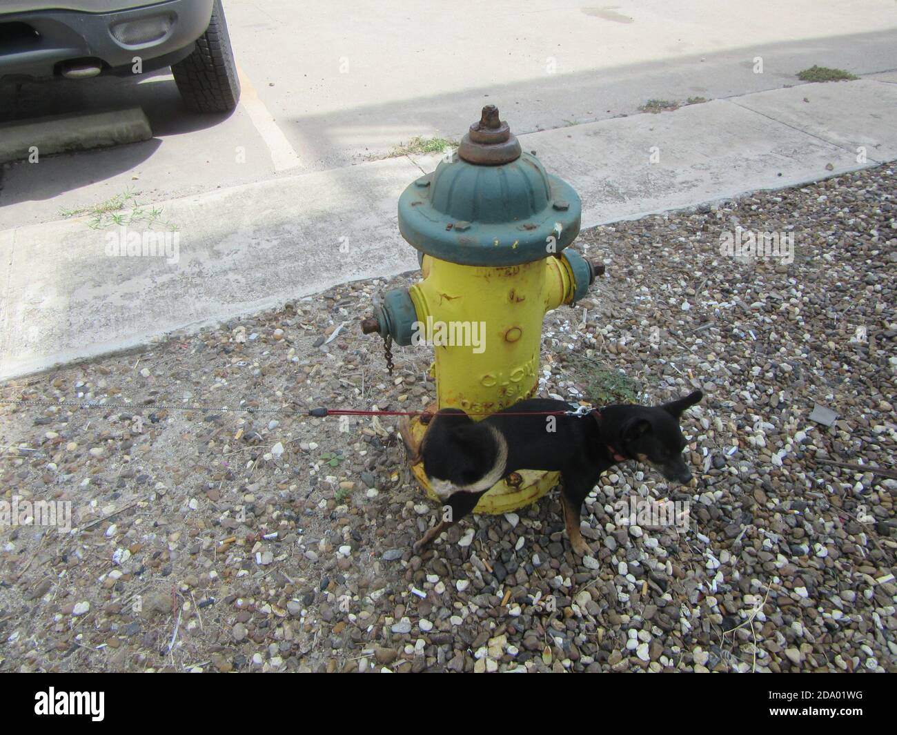 A small dog doing it's thing on a city fire hydrant or plug Stock Photo ...