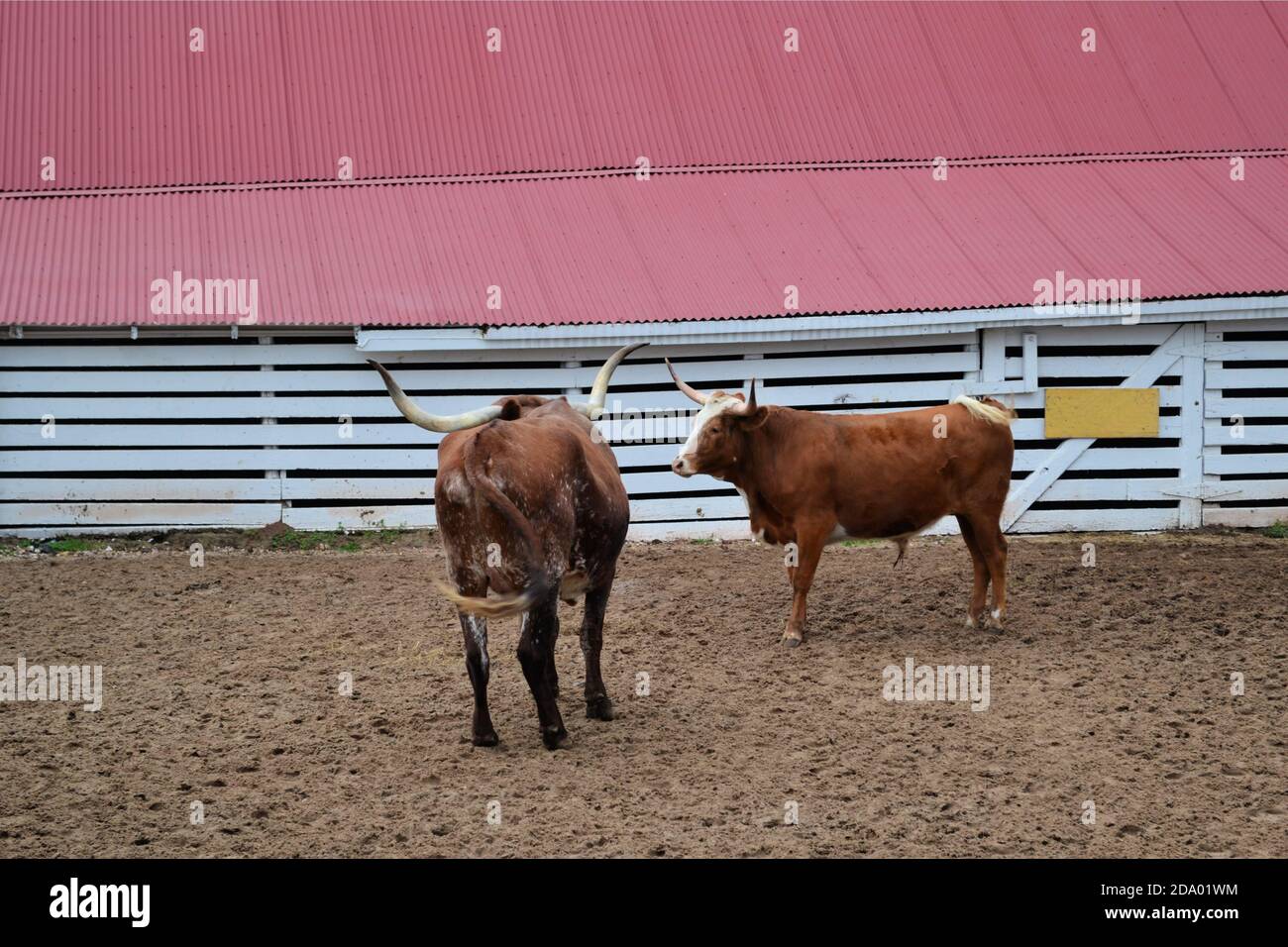 Cowboy show in Texas, George ranch Historical Park, Texas Stock Photo ...