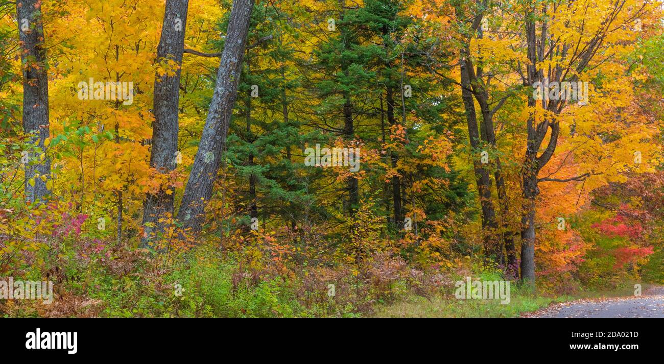 Autumn forest in northern Wisconsin Stock Photo - Alamy