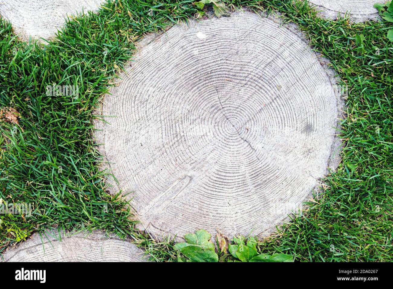 A part of wooden walkway, tree stump on green grass, top view, close-up ...