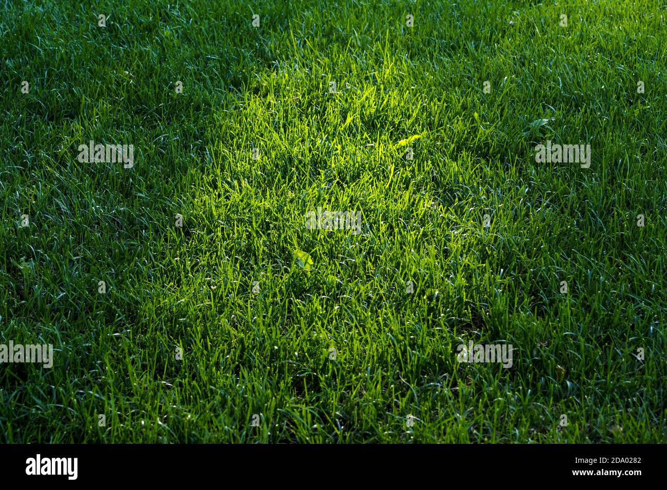Green grass background, selective focus, copy space Stock Photo - Alamy