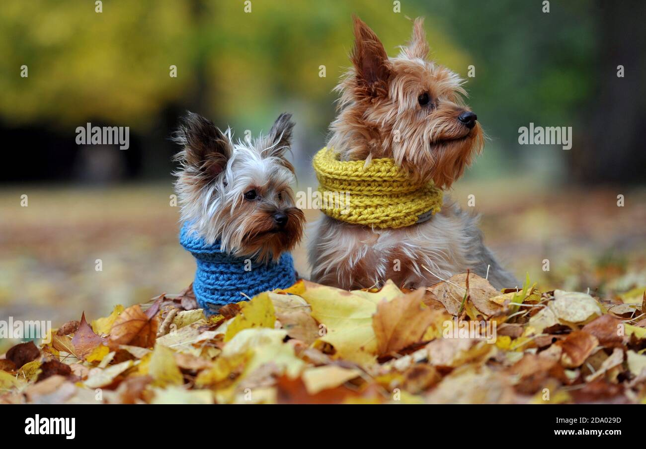 Terriers yorky hi-res stock photography and images - Alamy