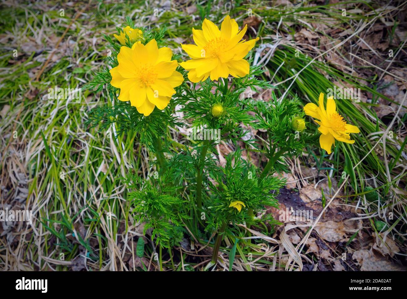 Adonis Flowers High Resolution Stock Photography and Images - Alamy