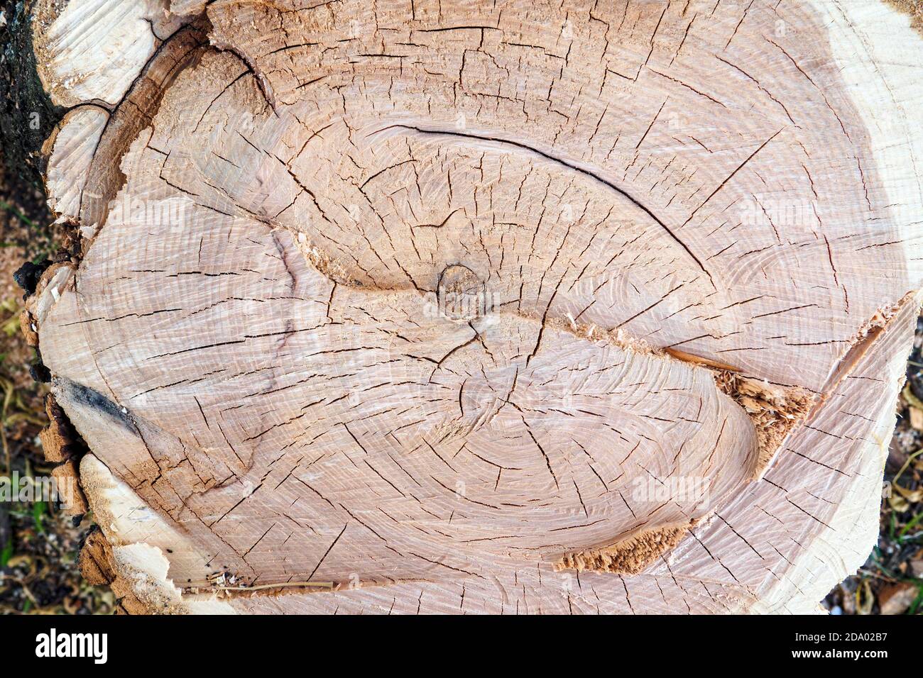 Circular wood texture background hi-res stock photography and images ...