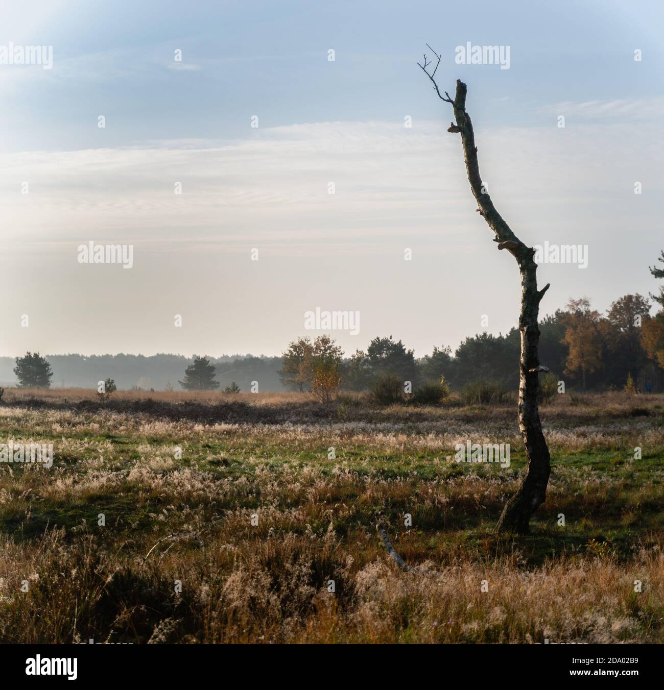 Dead tree with bracket fungi in autumn heath landscape. Bussumer Heath ...