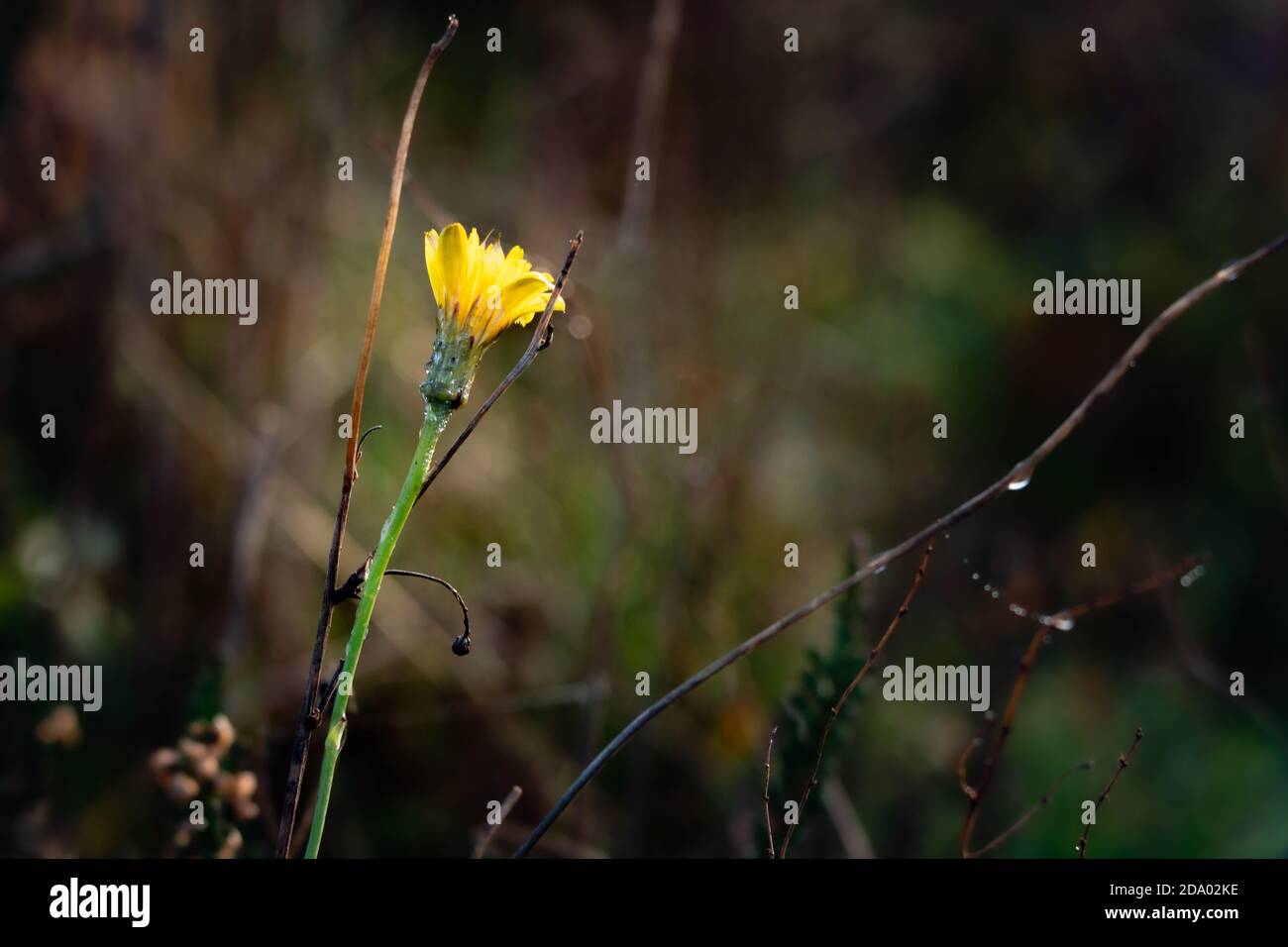 Bussumer heide hi-res stock photography and images - Alamy