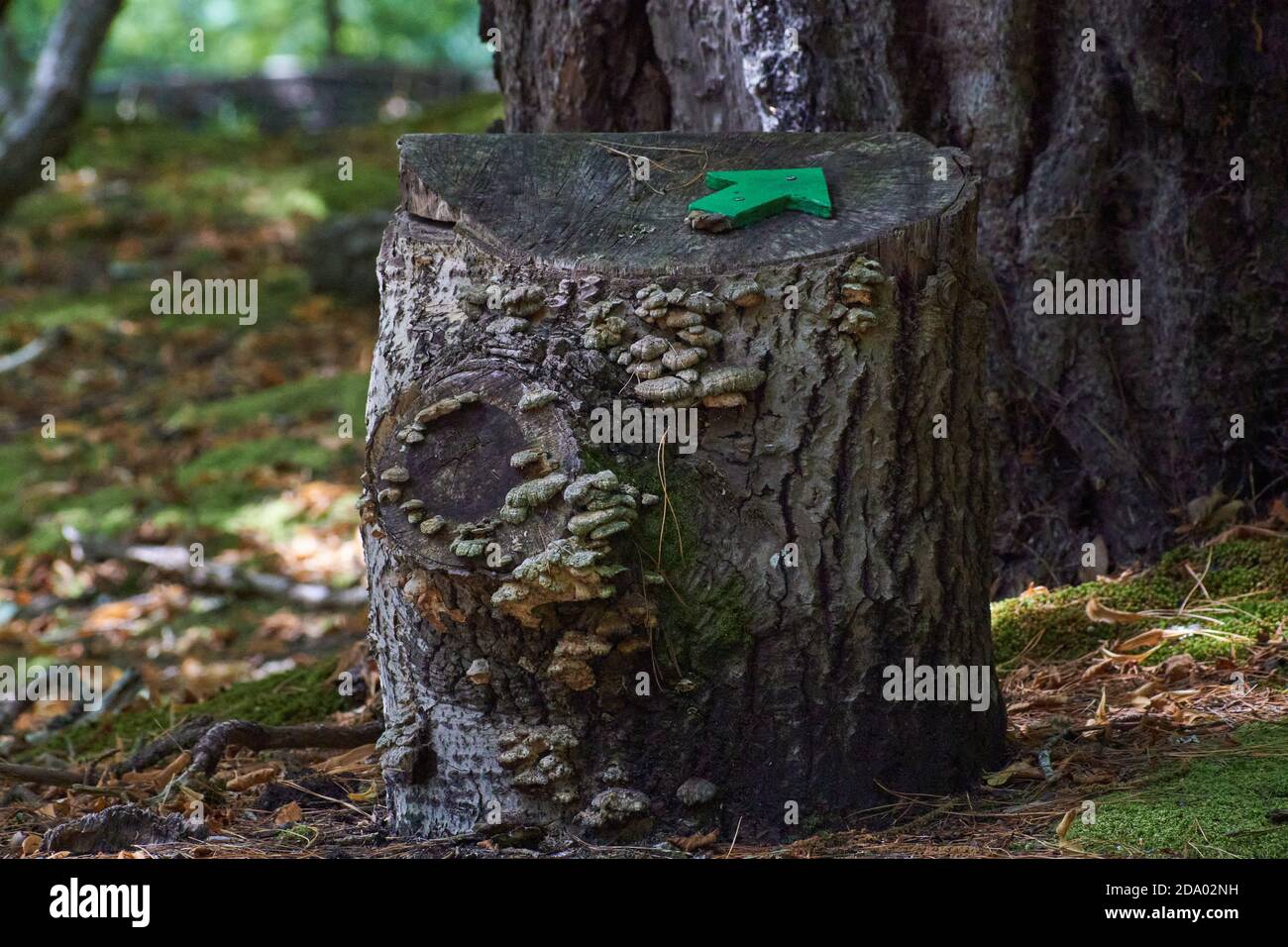 Closeup of a tree stump covered in fungi with a green arrow showing a ...