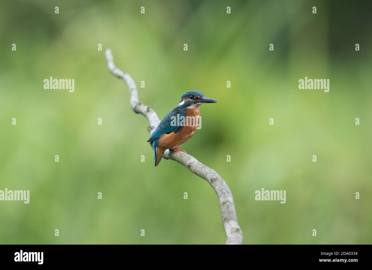 English kingfisher hi-res stock photography and images - Alamy