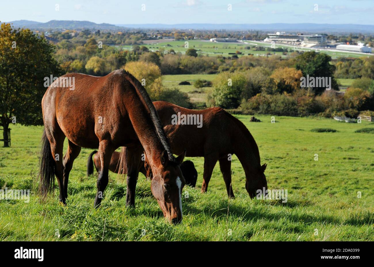 Horses in a field on Cleeve Hill overlooking Cheltenham Racecourse ...
