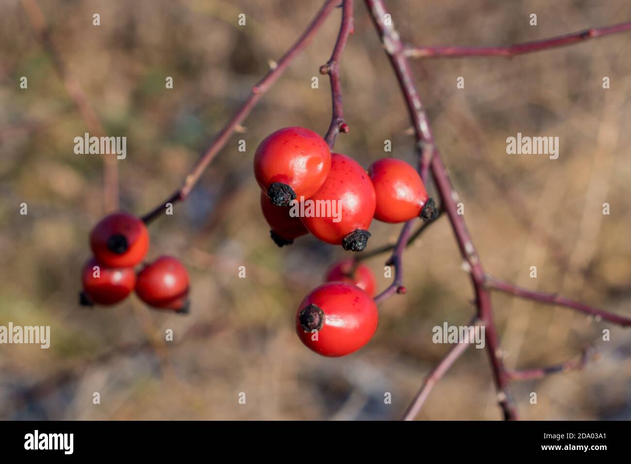 Closeup shot of ripe wild rose fruits on a blurred background Stock ...