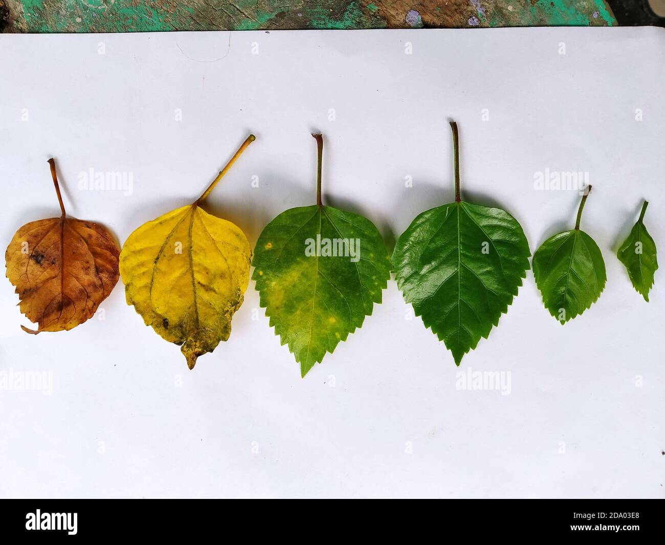 Leaf life span hi-res stock photography and images - Alamy
