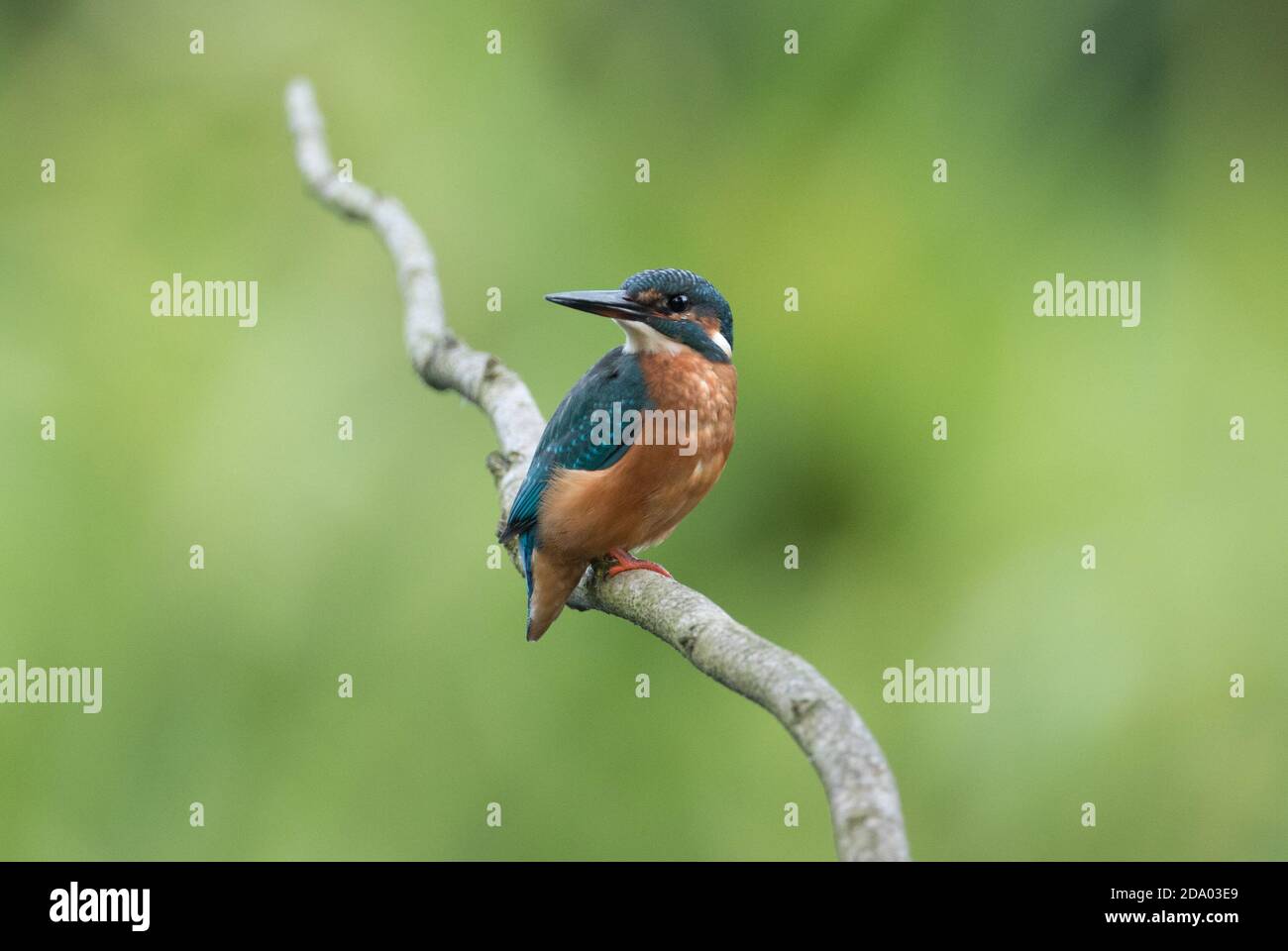 English kingfisher hi-res stock photography and images - Alamy