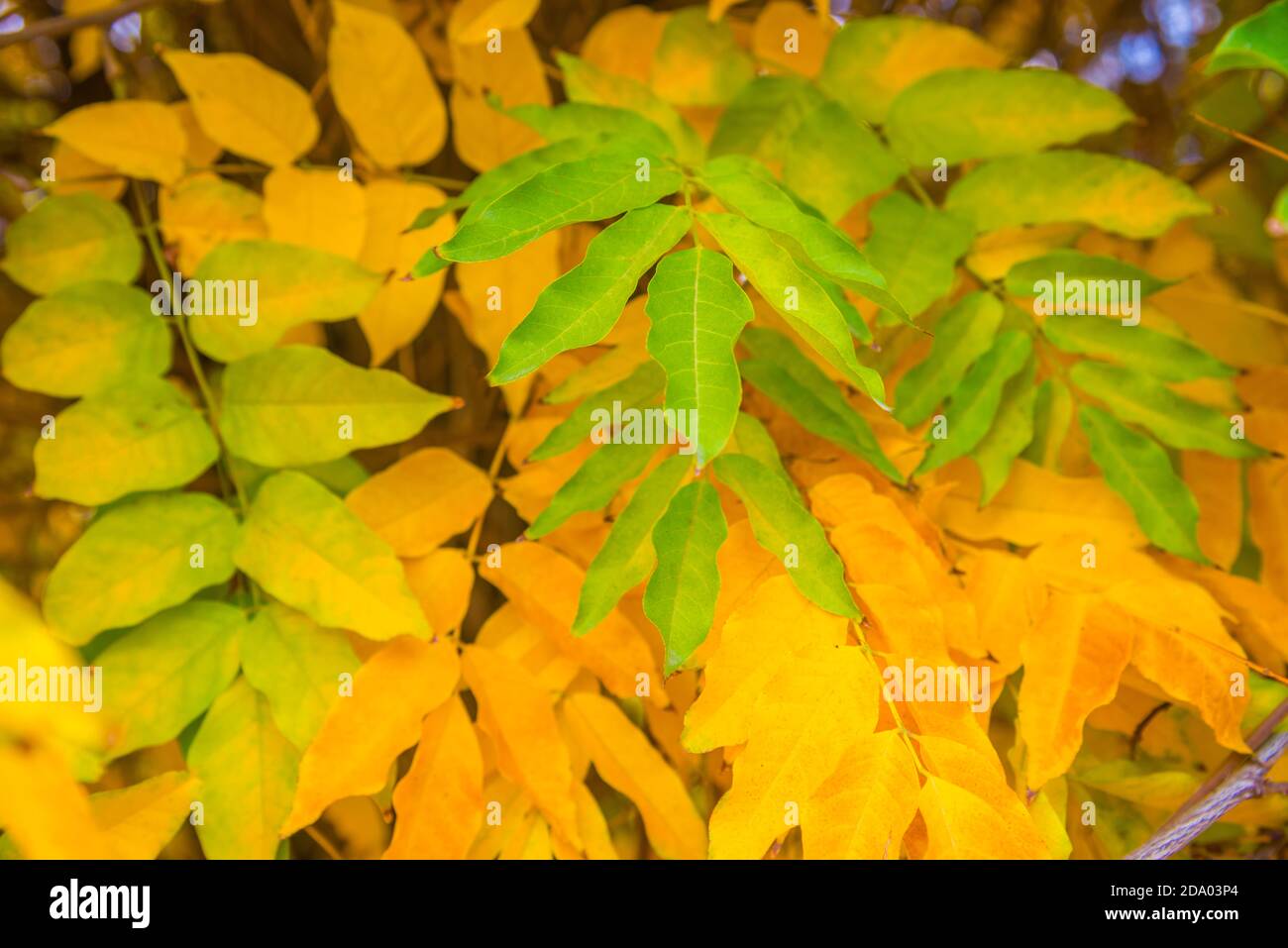 Hojas rama ramas hi-res stock photography and images - Alamy