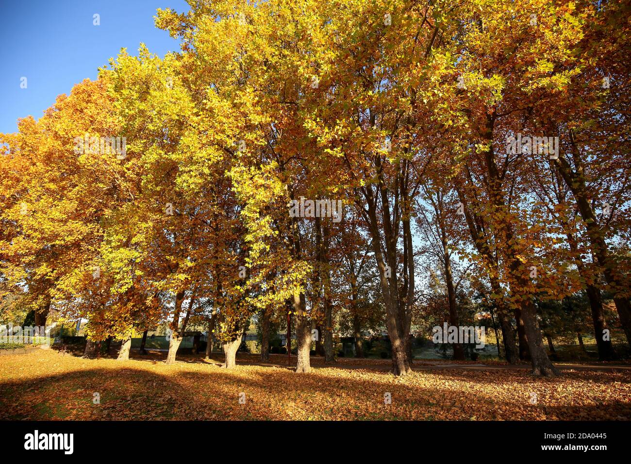 Park with yellow autumn leaves on trees Stock Photo - Alamy