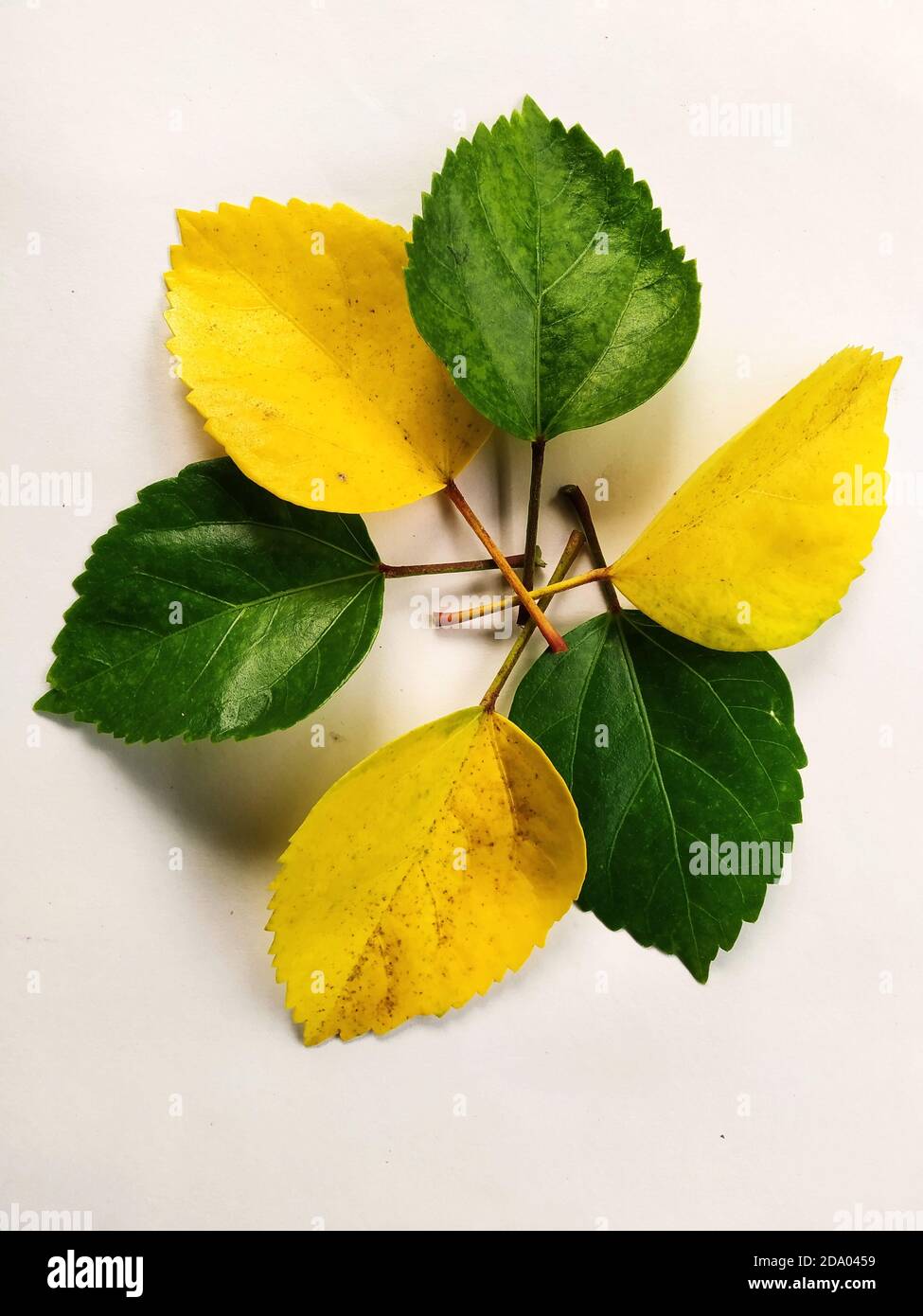 Yellow And Green Hibiscus Leaves In A White Background Arranged In Star