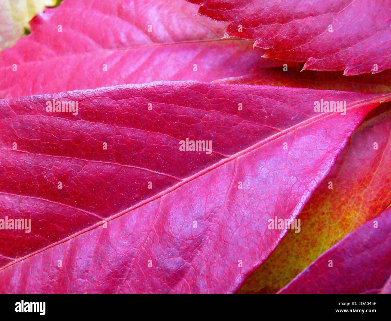 Red color patterns hi-res stock photography and images - Alamy