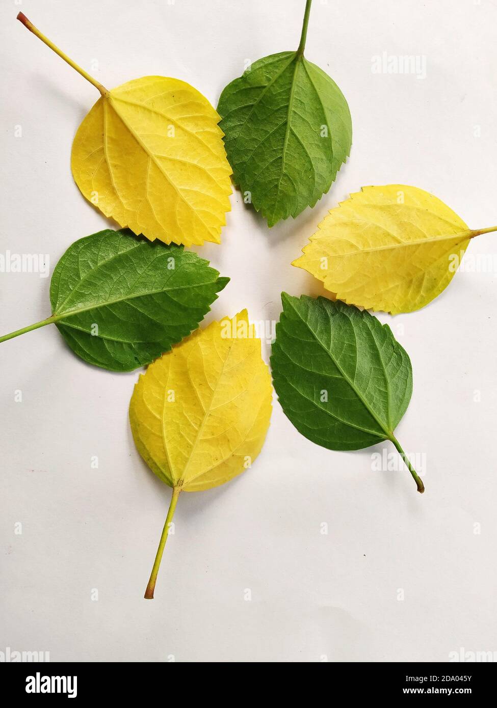 Yellow And Green Hibiscus Leaves In A White Background Arranged In Star