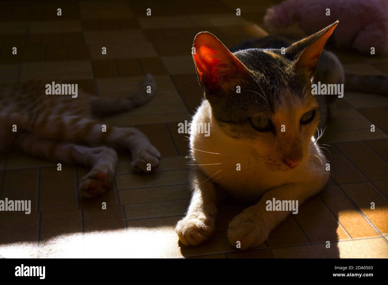 Cute cat lying under hi-res stock photography and images - Alamy