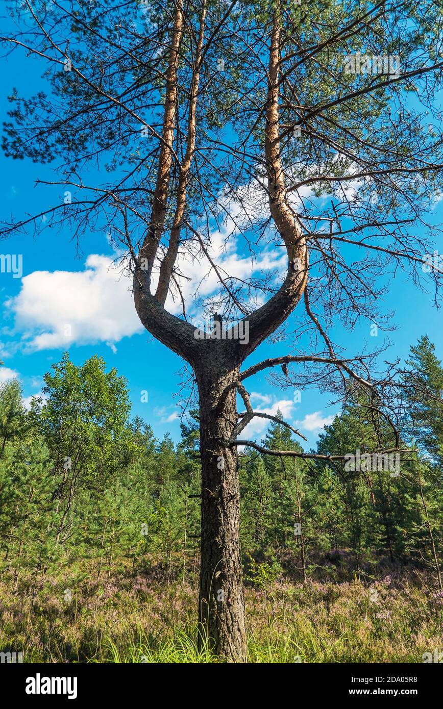 Lichen on pine tree trunk hi-res stock photography and images - Alamy
