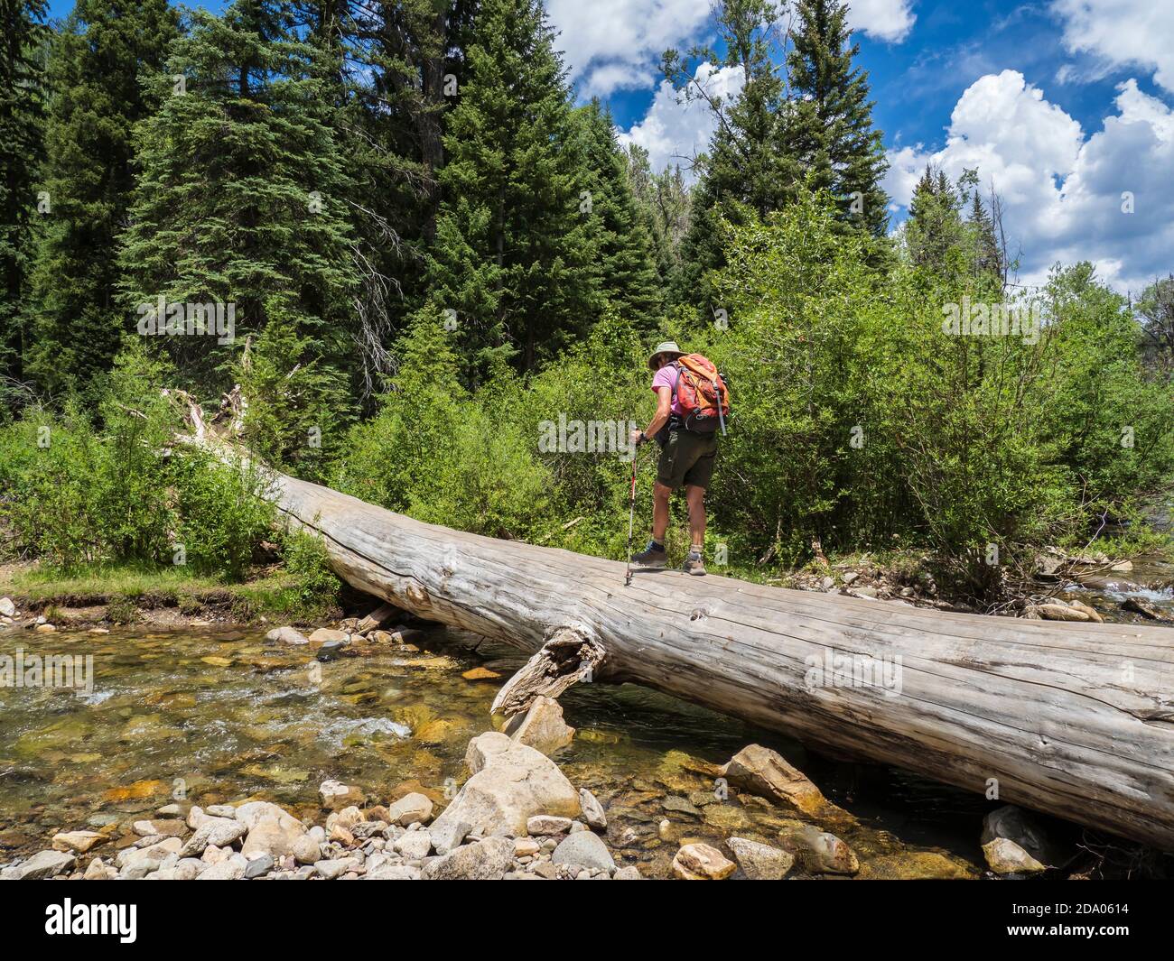 Female hiker crosses West Mancos Creek, Box Canyon Trail, San Juan ...