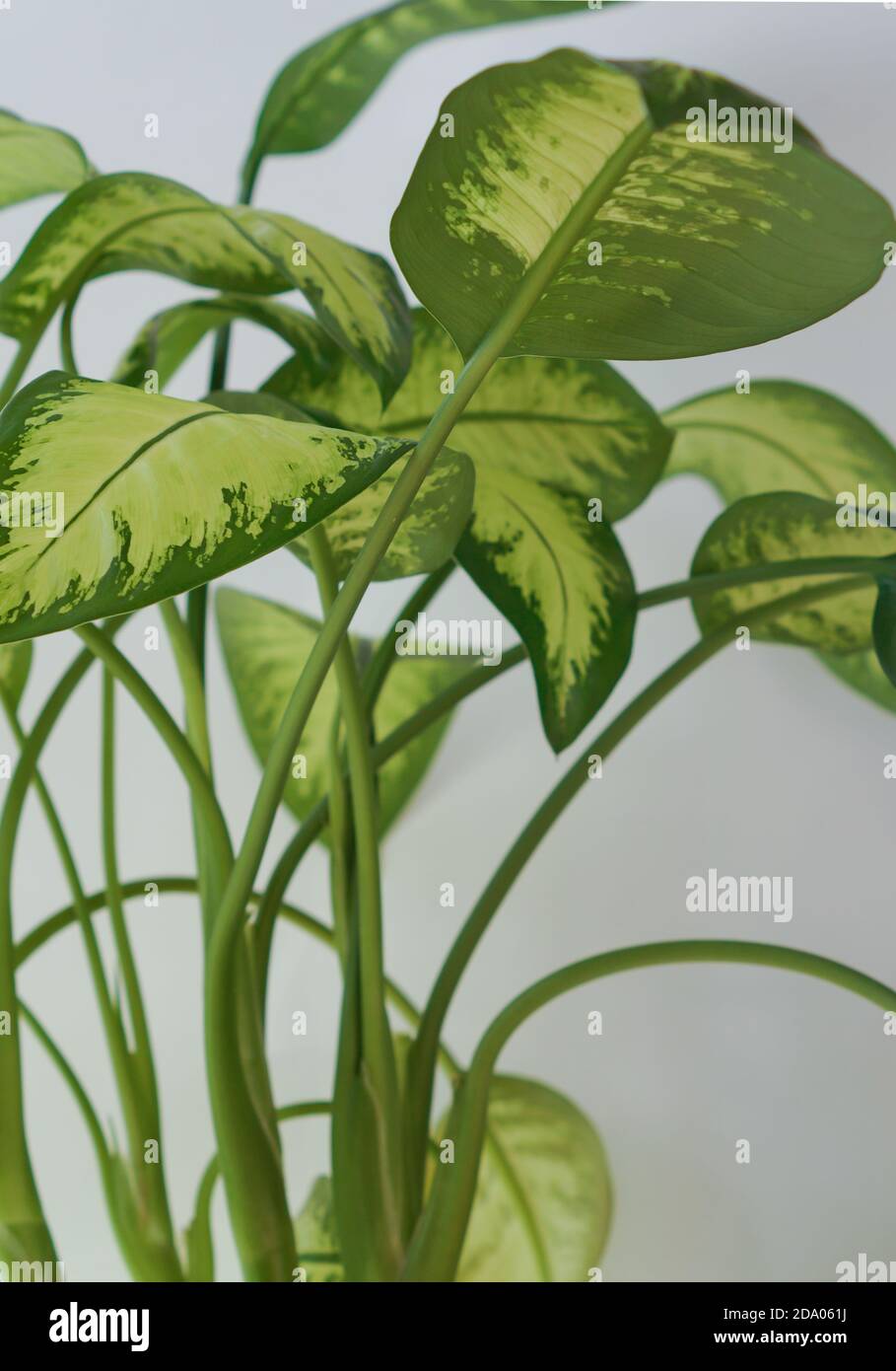 Dieffenbachia indoor plant in hi-res stock photography and images - Alamy