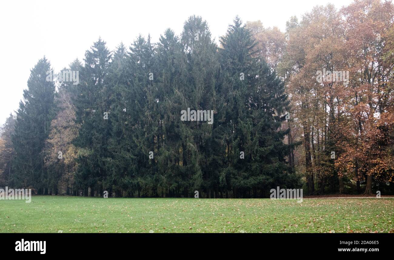 Photography of trees in distance Stock Photo - Alamy