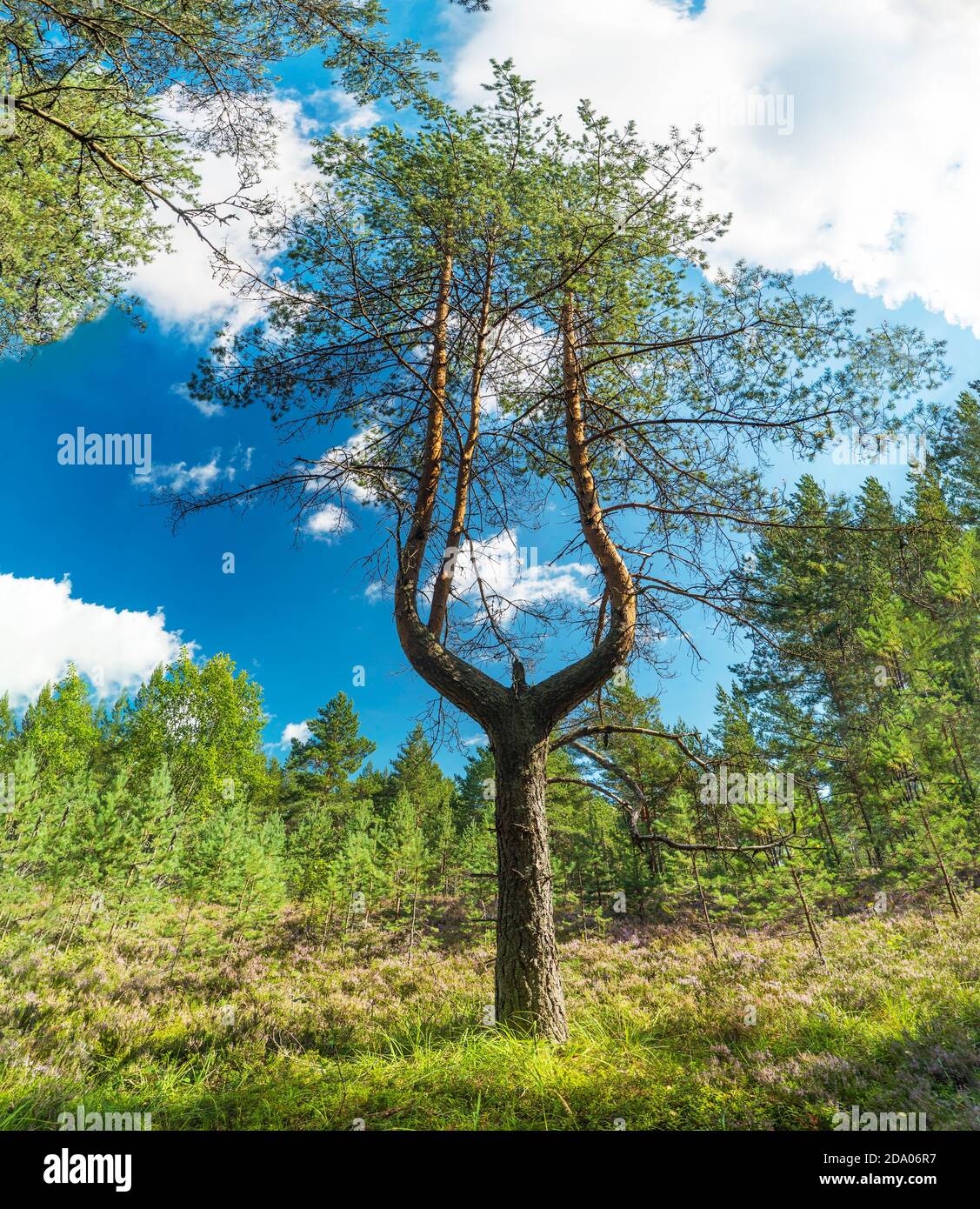 Lichen on pine tree trunk hi-res stock photography and images - Alamy