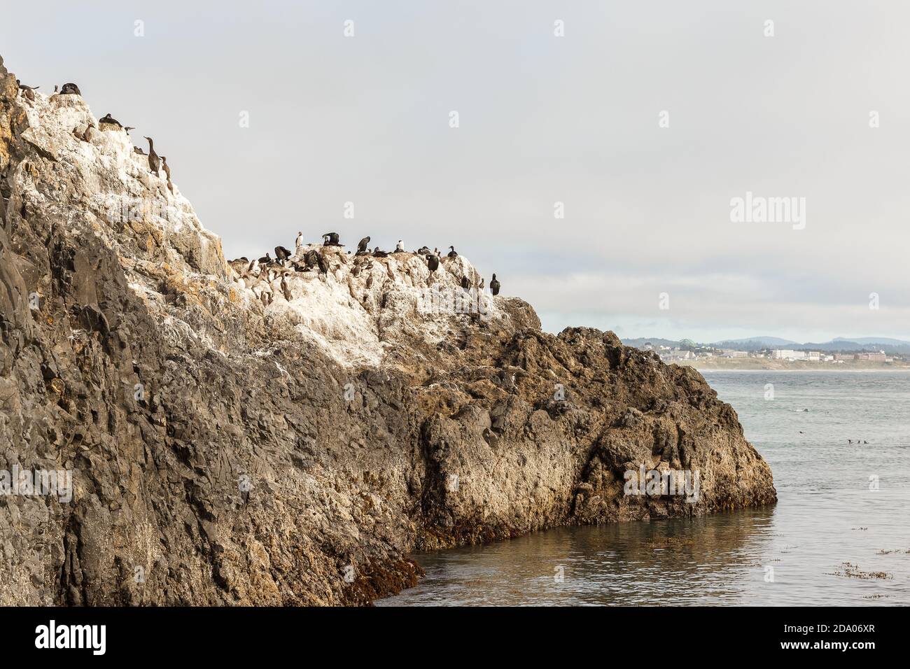 Cliff full of birds, marine fauna, dirty cliff covered with the guano ...