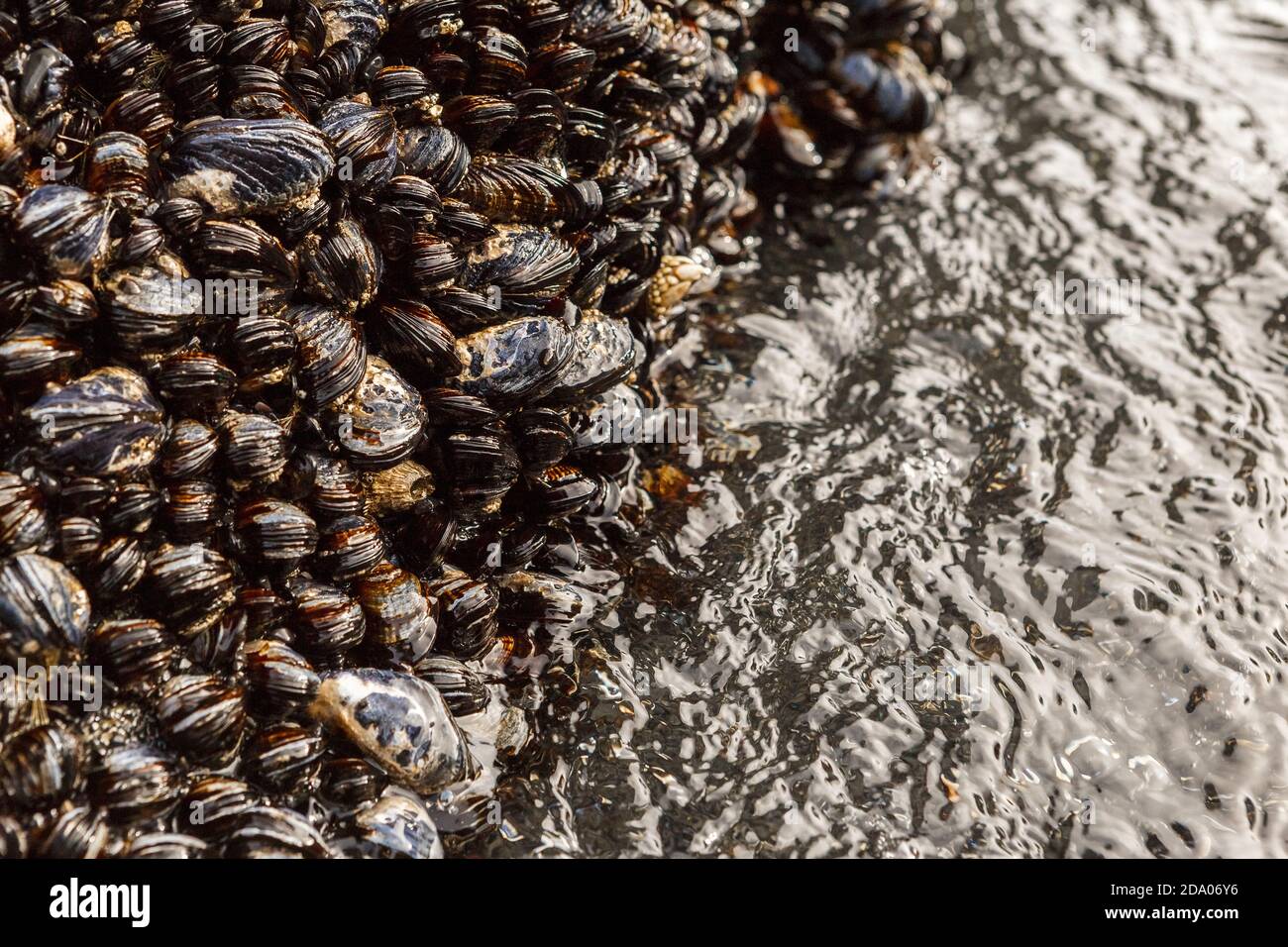 Fresh mussels formation on a rock on the beach at the Pacific ocean ...