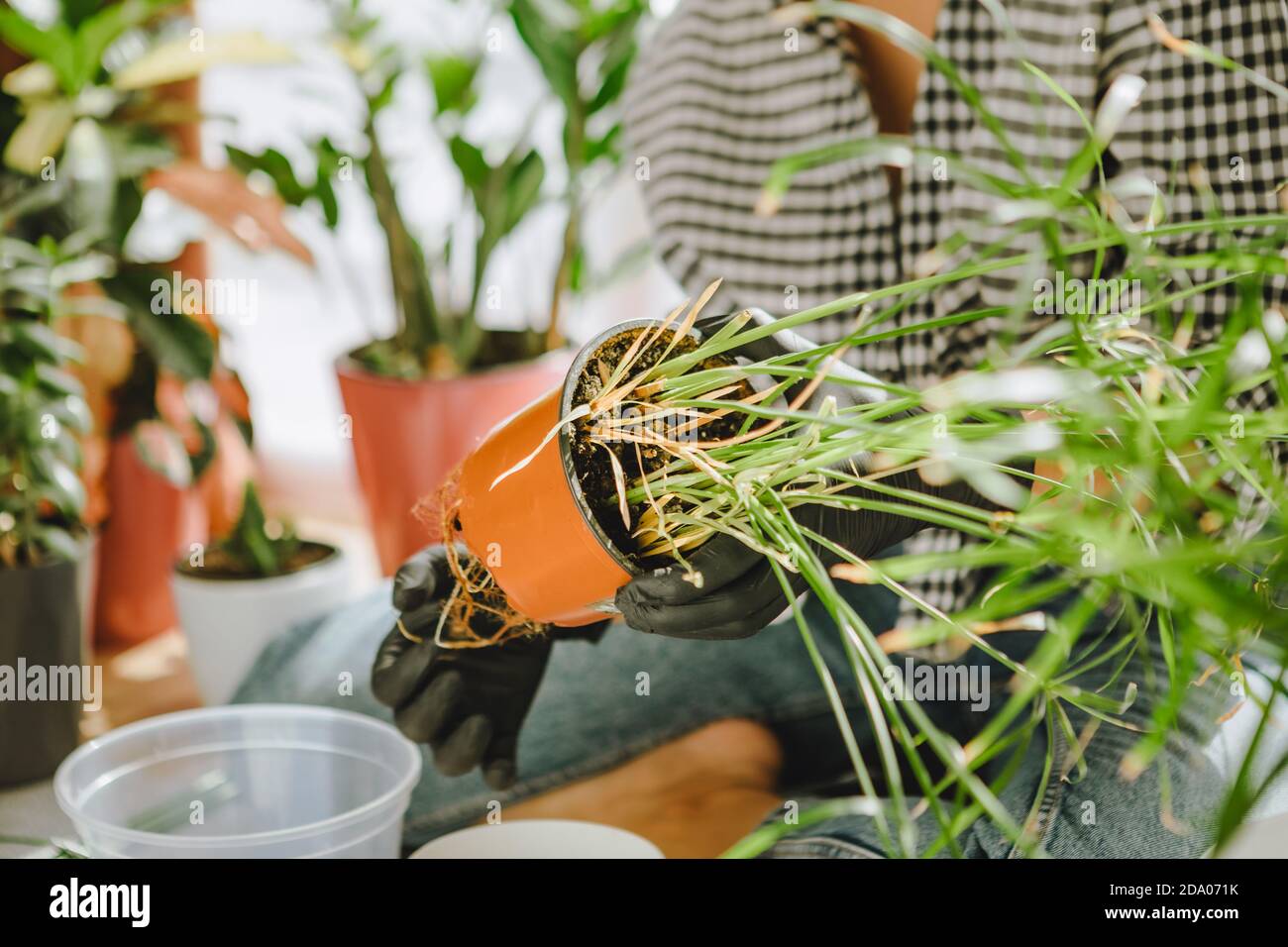 woman transplanting flowers in bigger pots at home Stock Photo - Alamy