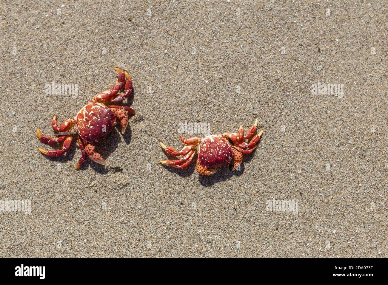 Two crabs on the sand. Vacation concept Stock Photo - Alamy