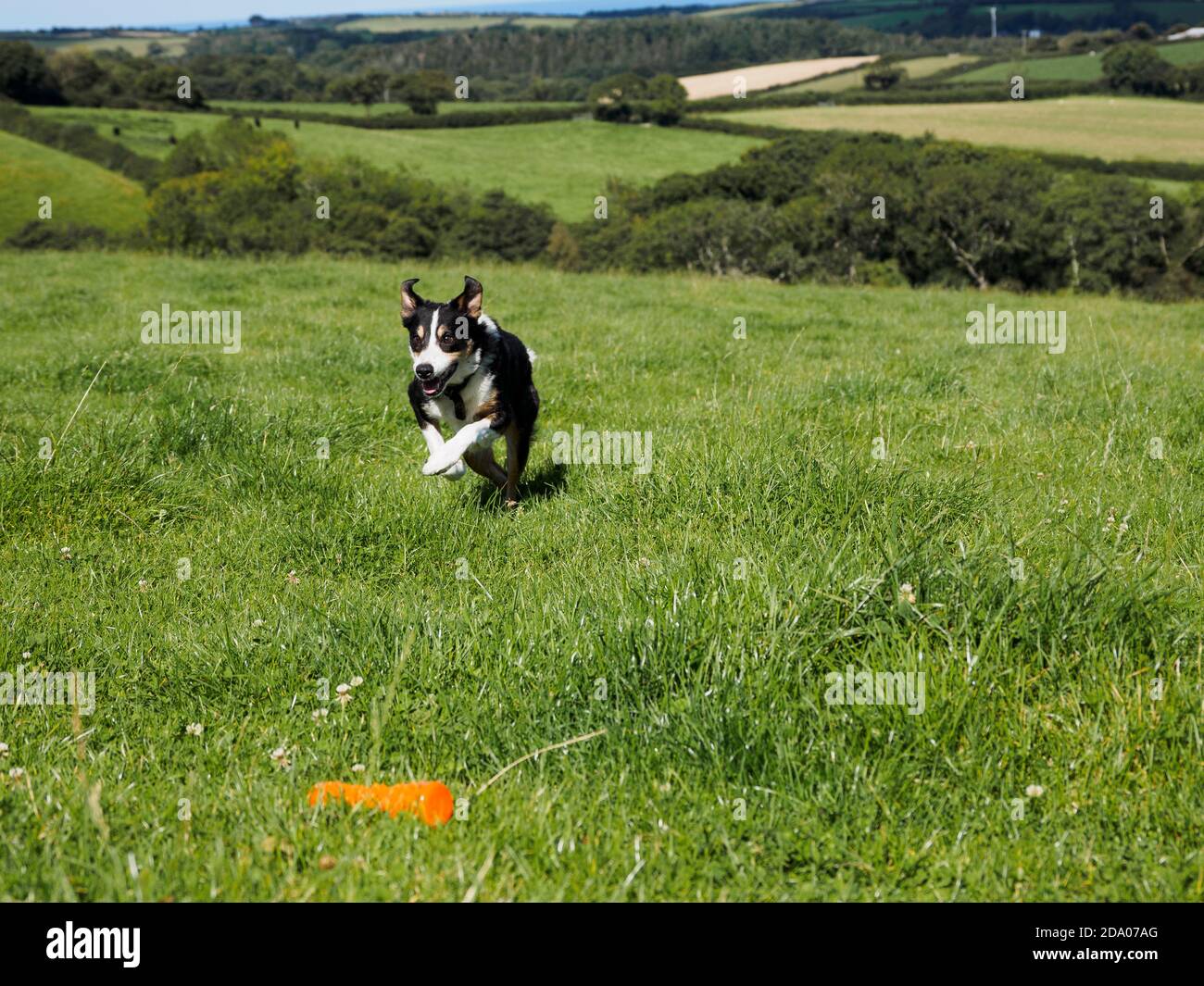 Smooth Collie playing fetch, Cornwall, UK Stock Photo - Alamy
